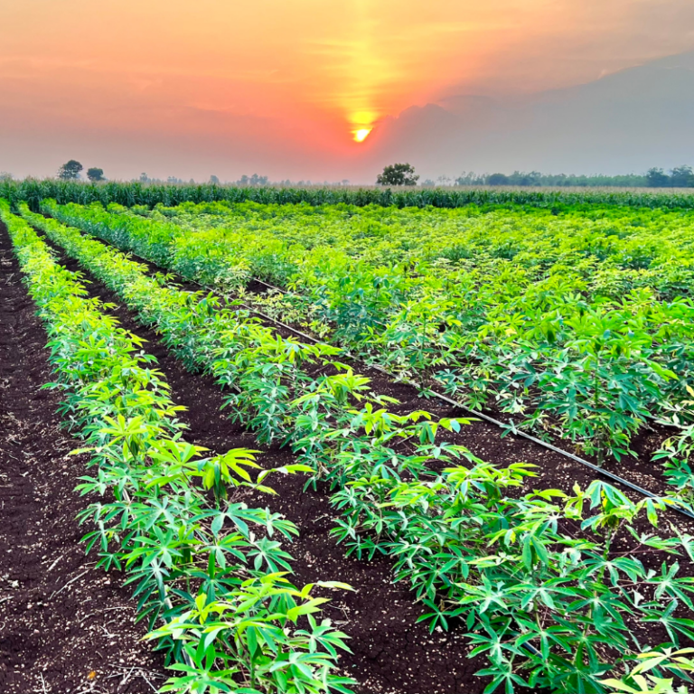 Native & Modified Tapioca Starch – Benzson